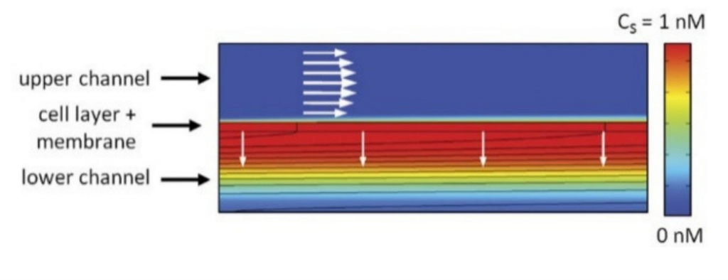 The growth of computational simulations to support organ on chip ...